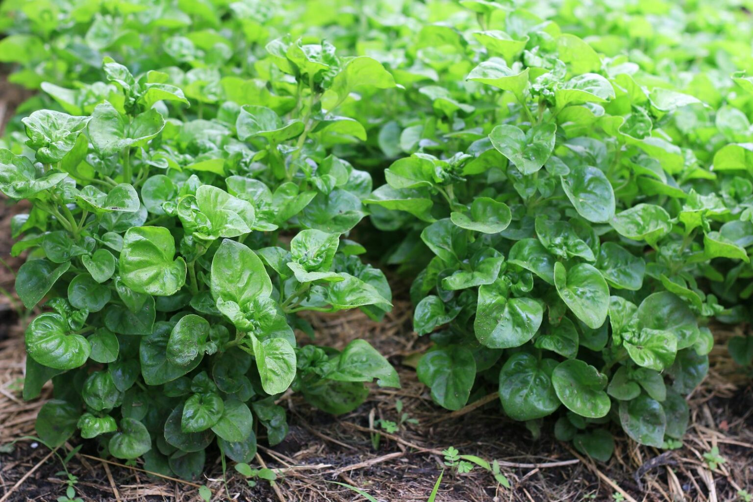 Watercress: growing, care & use - Plantura