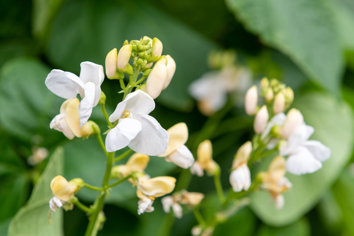 Runner bean: growing, care & harvest - Plantura