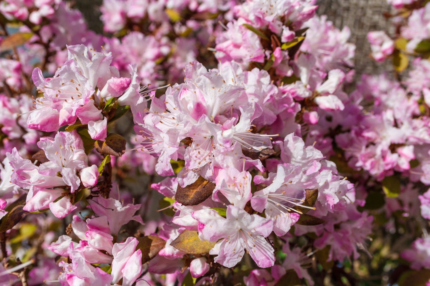 Types of azaleas: the most beautiful azealeas - Plantura