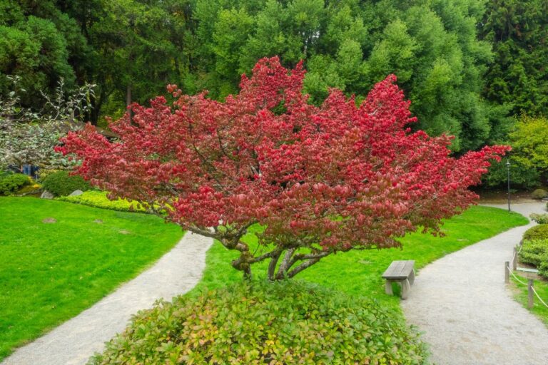 Spindle tree: species, growth & care - Plantura