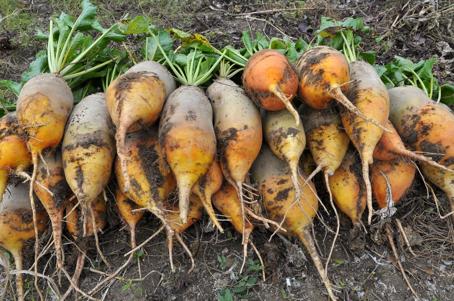 Yellow beetroot: growing & care - Plantura