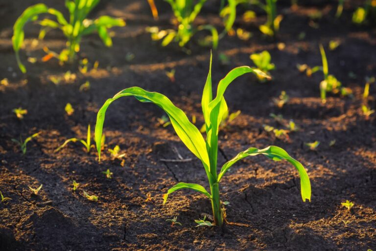 Planting corn: tips for growing corn at home - Plantura