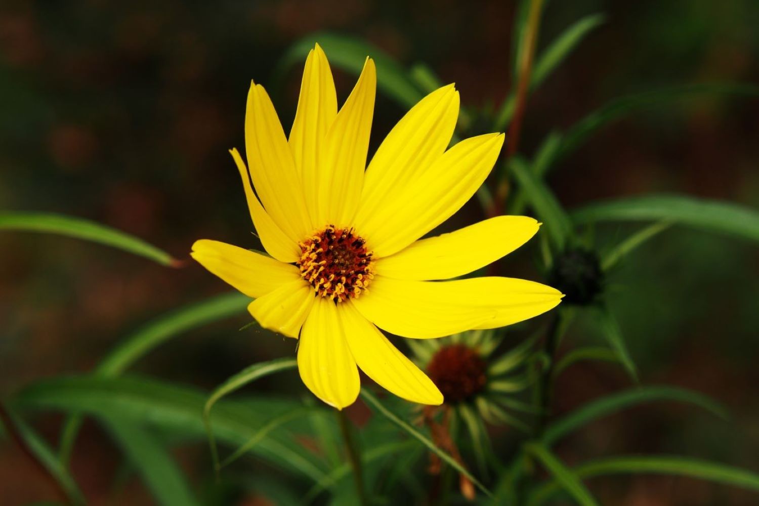 The most beautiful types of sunflowers - Plantura