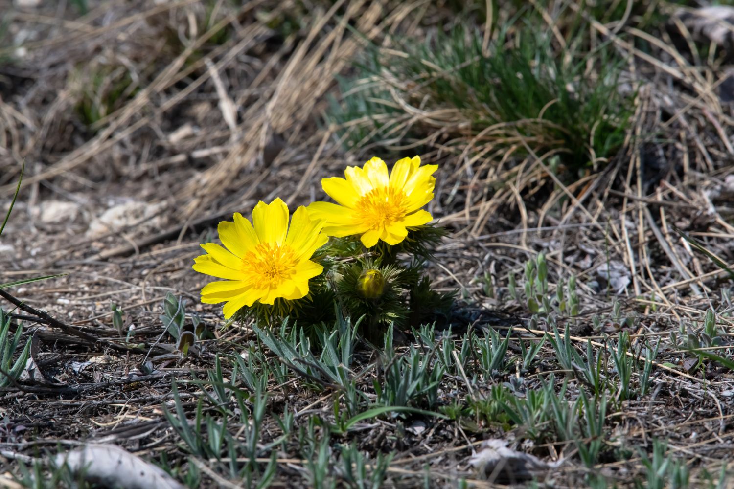Adonis flower: flowering time, habitat & toxicity - Plantura