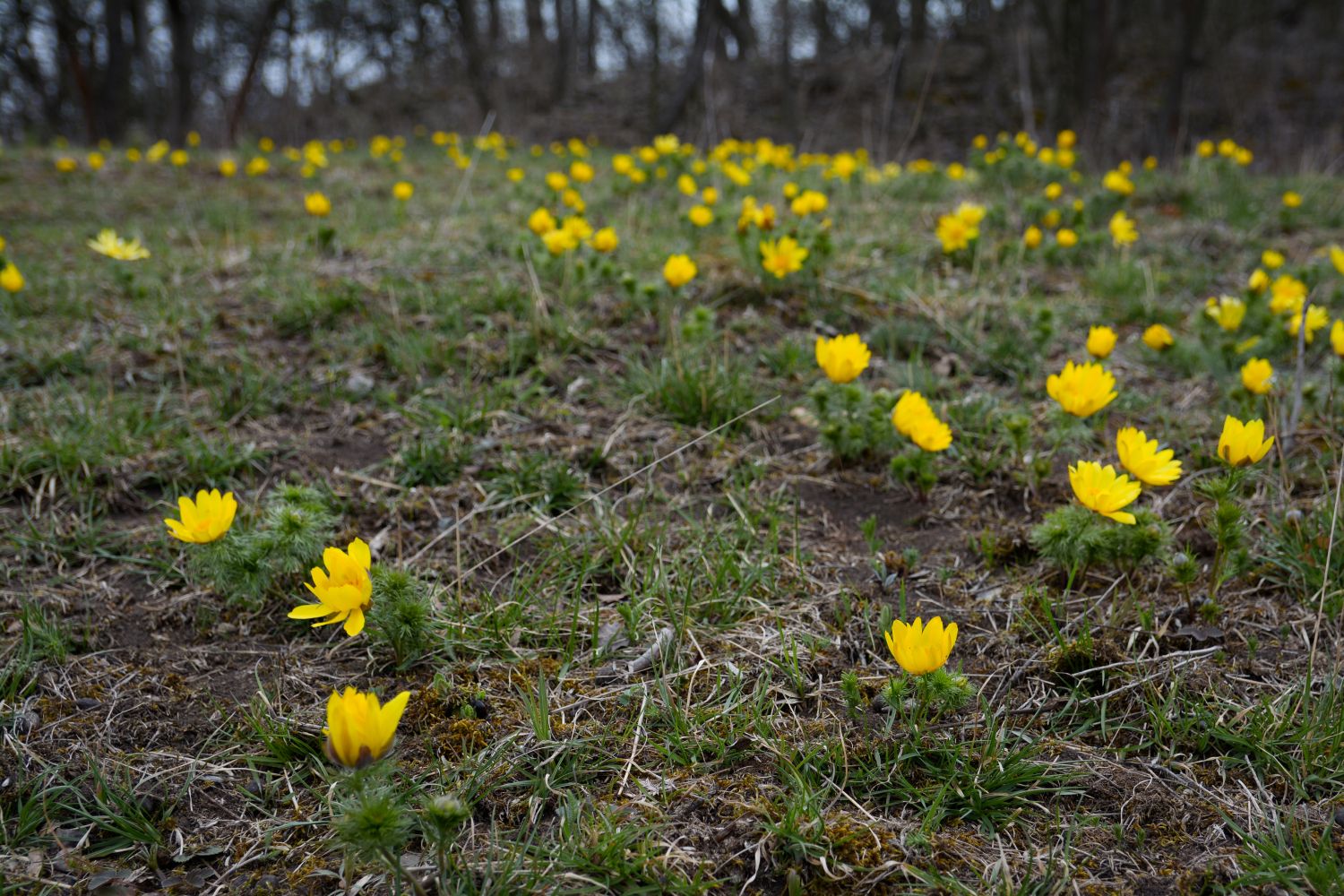 Adonis flower: flowering time, habitat & toxicity - Plantura