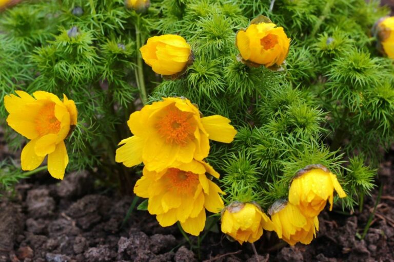 Adonis flower: flowering time, habitat & toxicity - Plantura