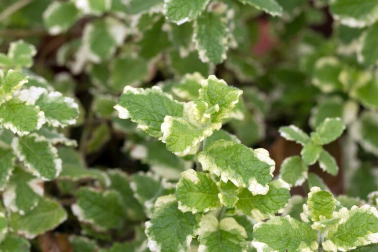 Apple mint: how to grow, care for & use - Plantura