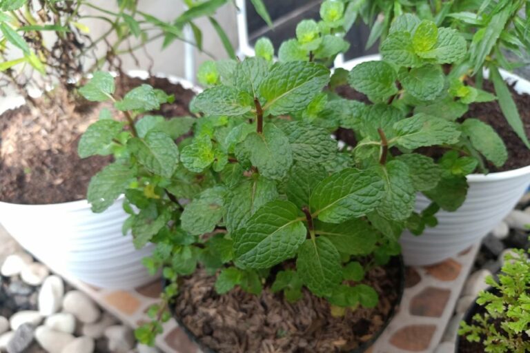 Apple mint: how to grow, care for & use - Plantura