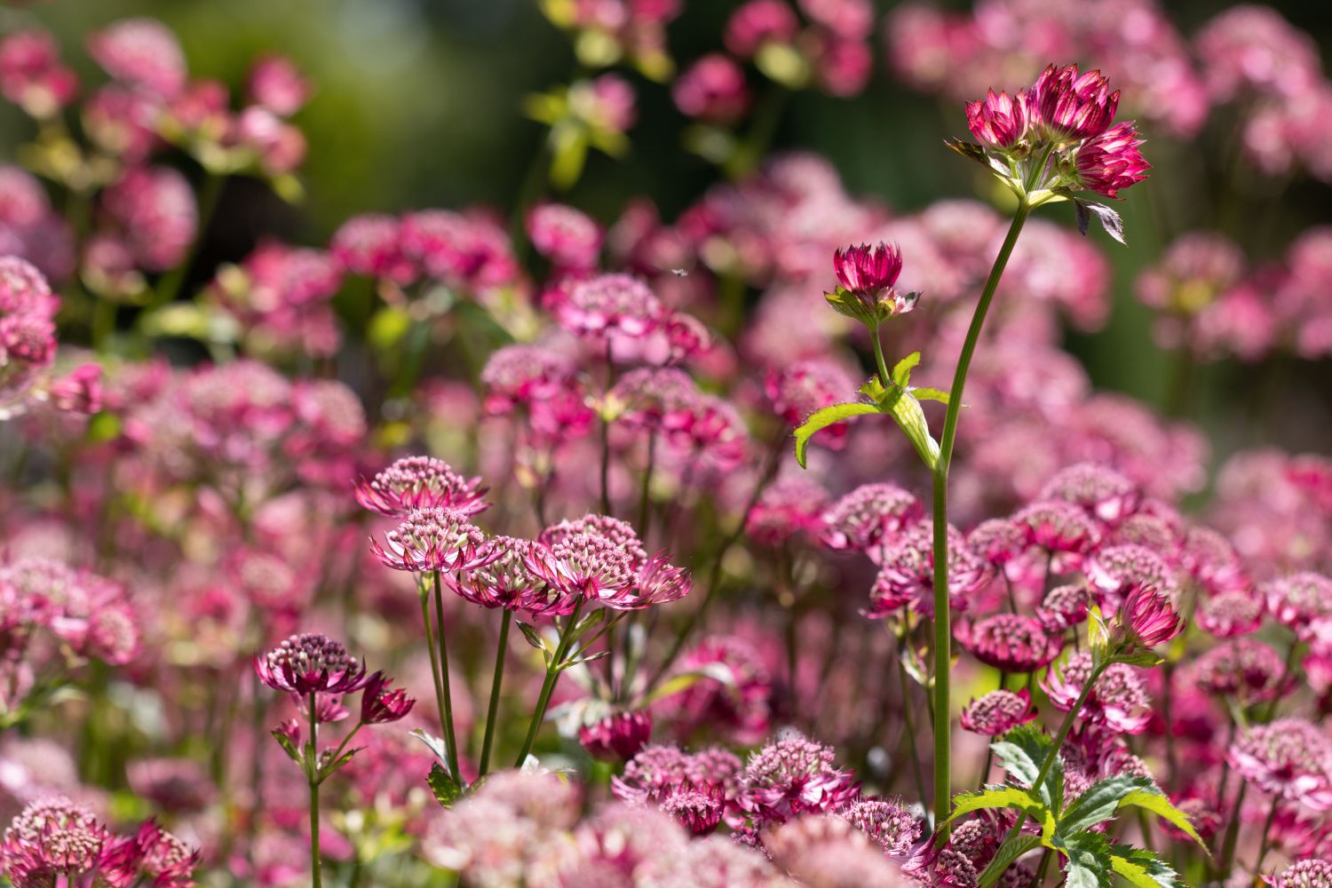 Astrantia: planting, care & propagation - Plantura