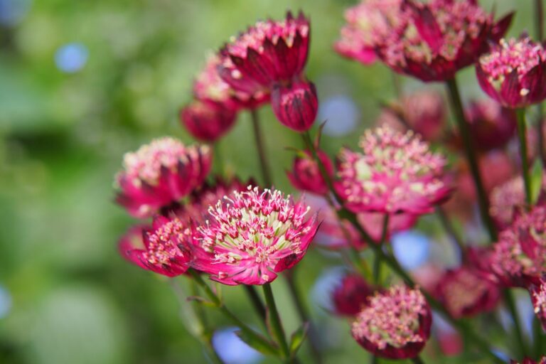 Astrantia: planting, care & propagation - Plantura