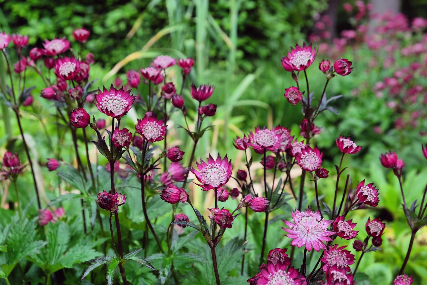 Astrantia: planting, care & propagation - Plantura