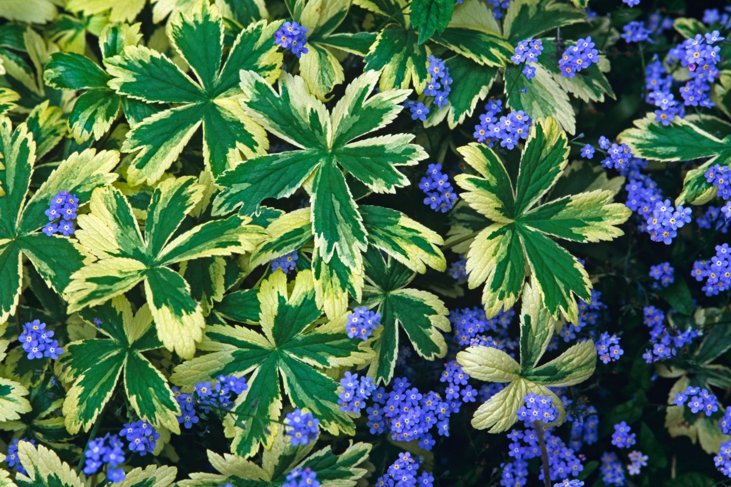 Astrantia: planting, care & propagation - Plantura