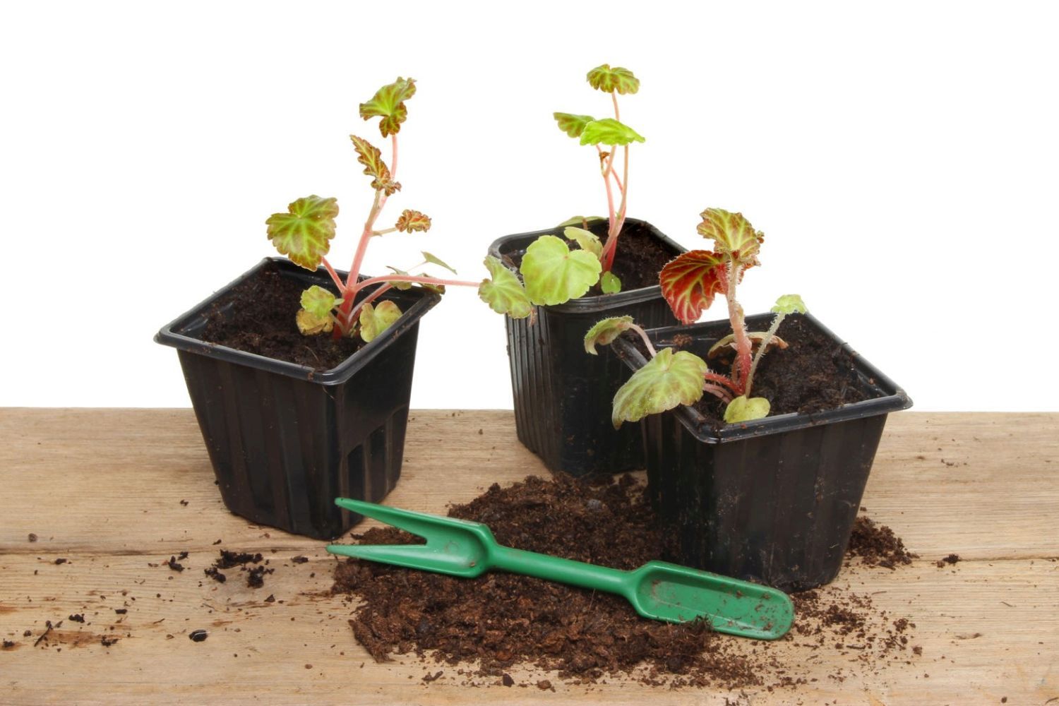 Begonias: growth, varieties and care - Plantura