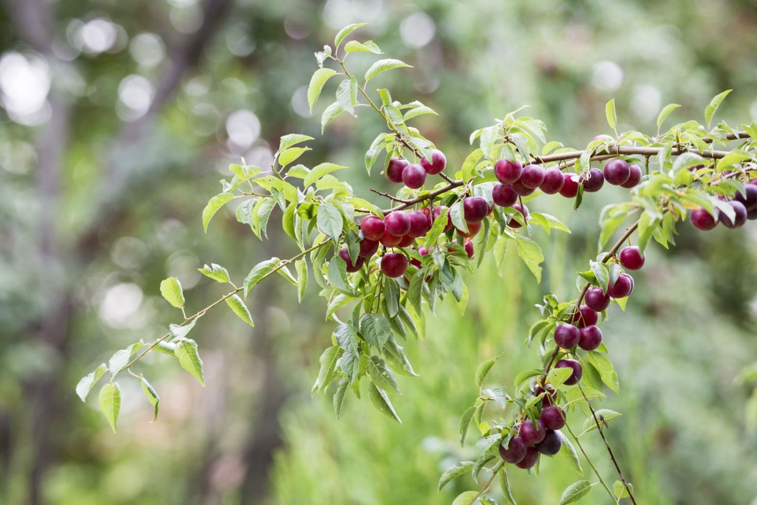 Cherry plum trees: growing Prunus cerasifera - Plantura
