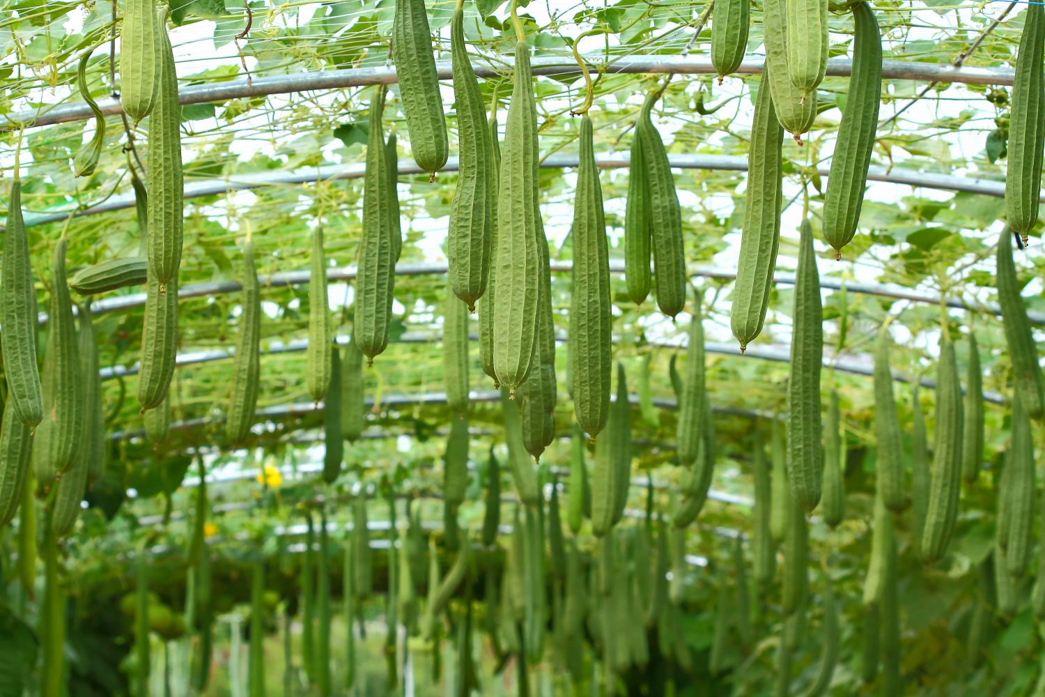 Luffa plant: growing, harvesting, and usage - Plantura