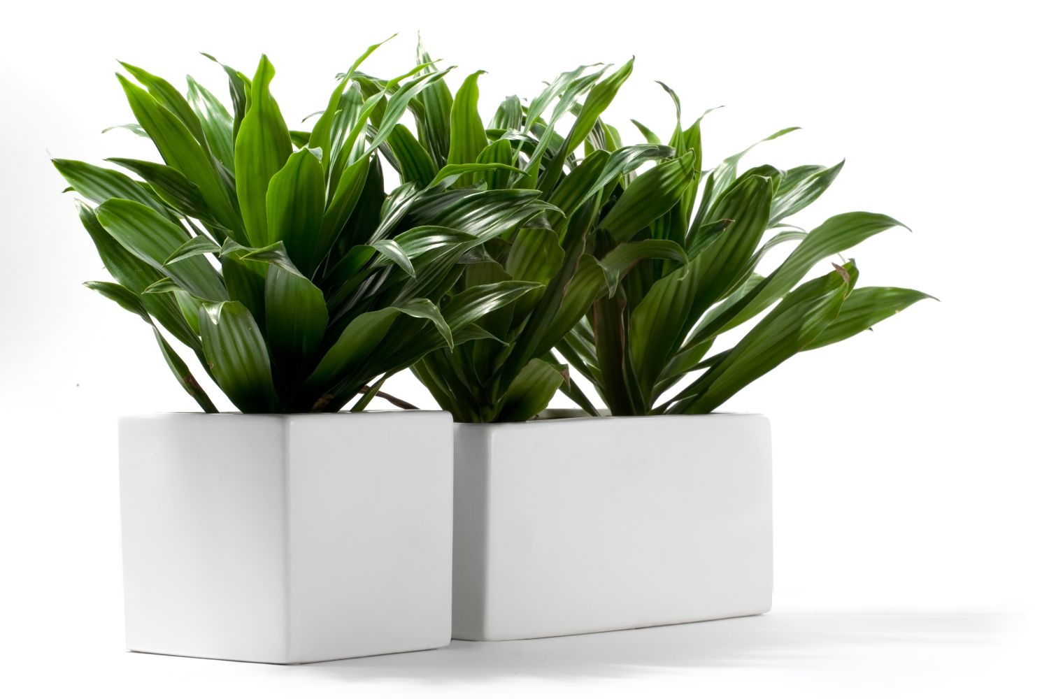 Types of Dracaena plants: an overview - Plantura