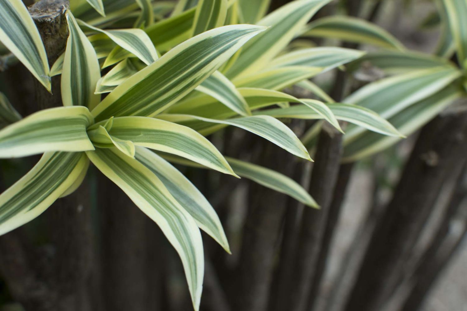 Dracaena: expert tips on dragon trees - Plantura