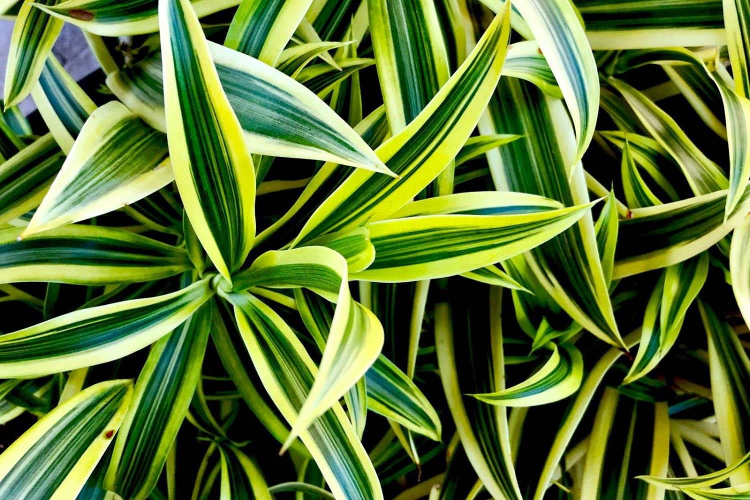 Dracaena: expert tips on dragon trees - Plantura