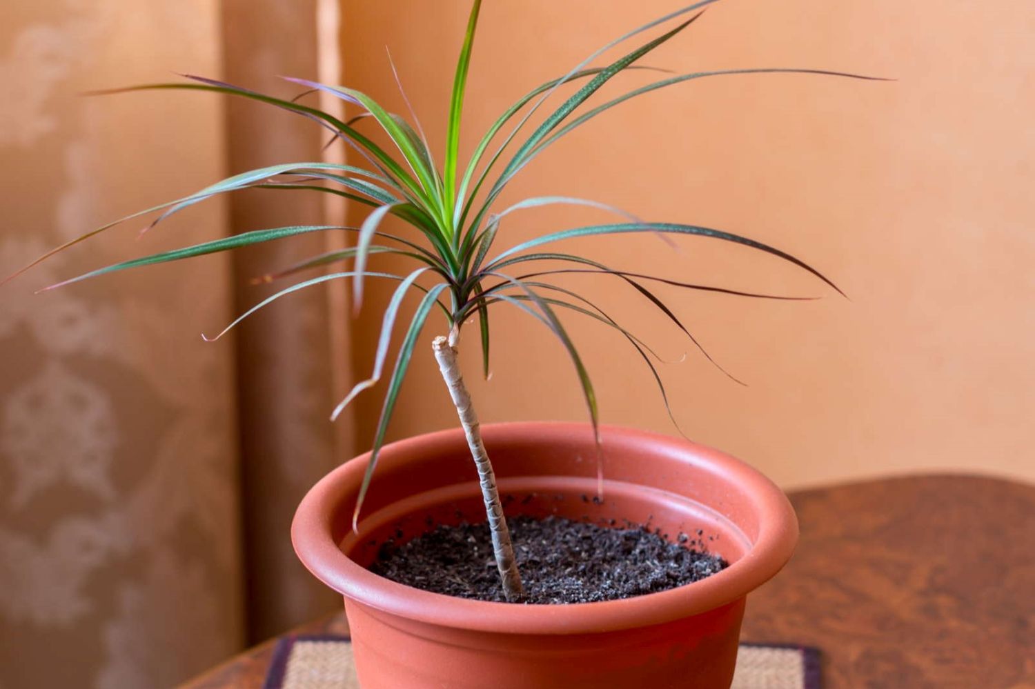 Dracaena: expert tips on dragon trees - Plantura