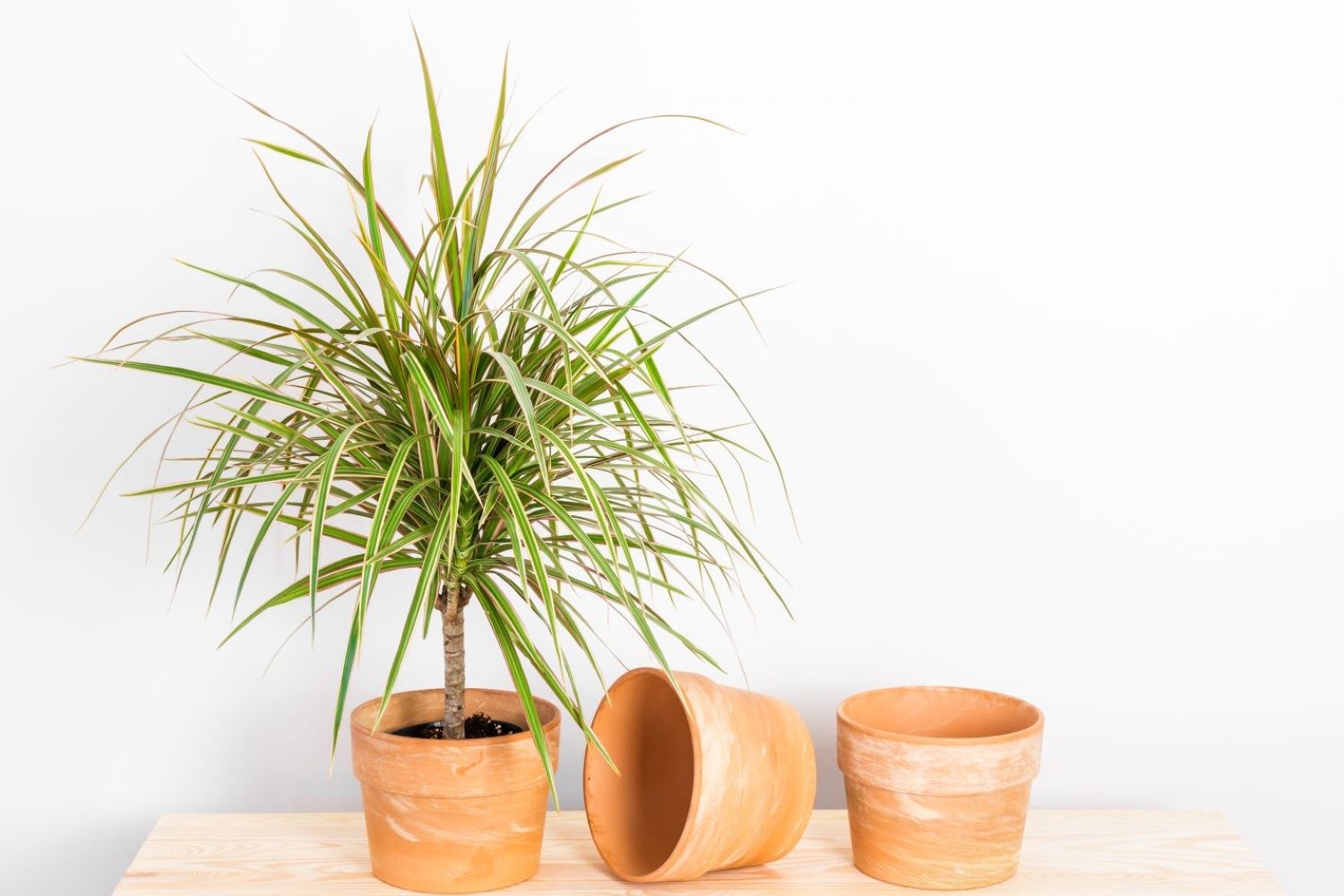Office plants: the best plants for the work place - Plantura