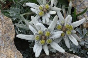 Edelweiss: plant profile, planting & care - Plantura