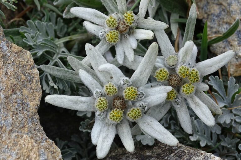 Edelweiss: plant profile, planting & care - Plantura