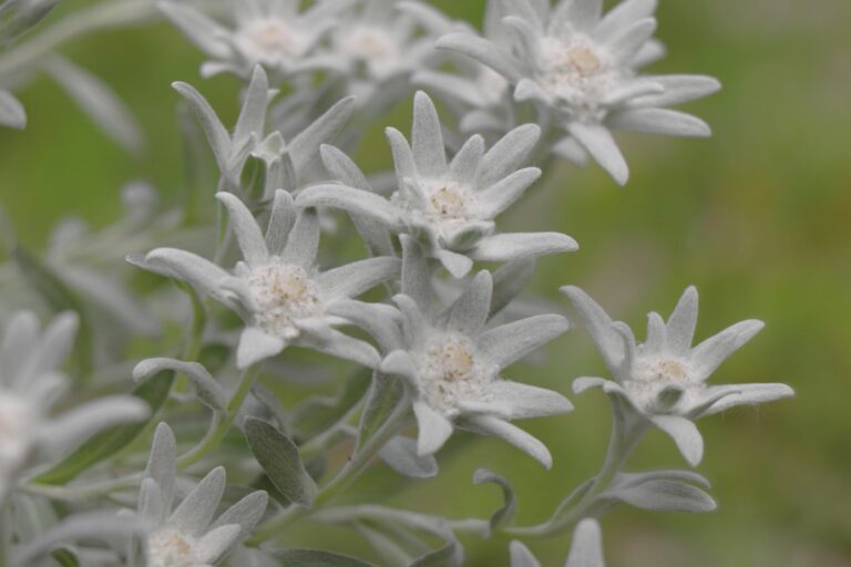 Edelweiss: plant profile, planting & care - Plantura