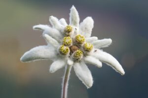 Edelweiss: plant profile, planting & care - Plantura