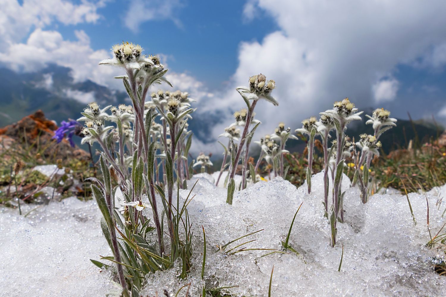 Edelweiss: plant profile, planting & care - Plantura