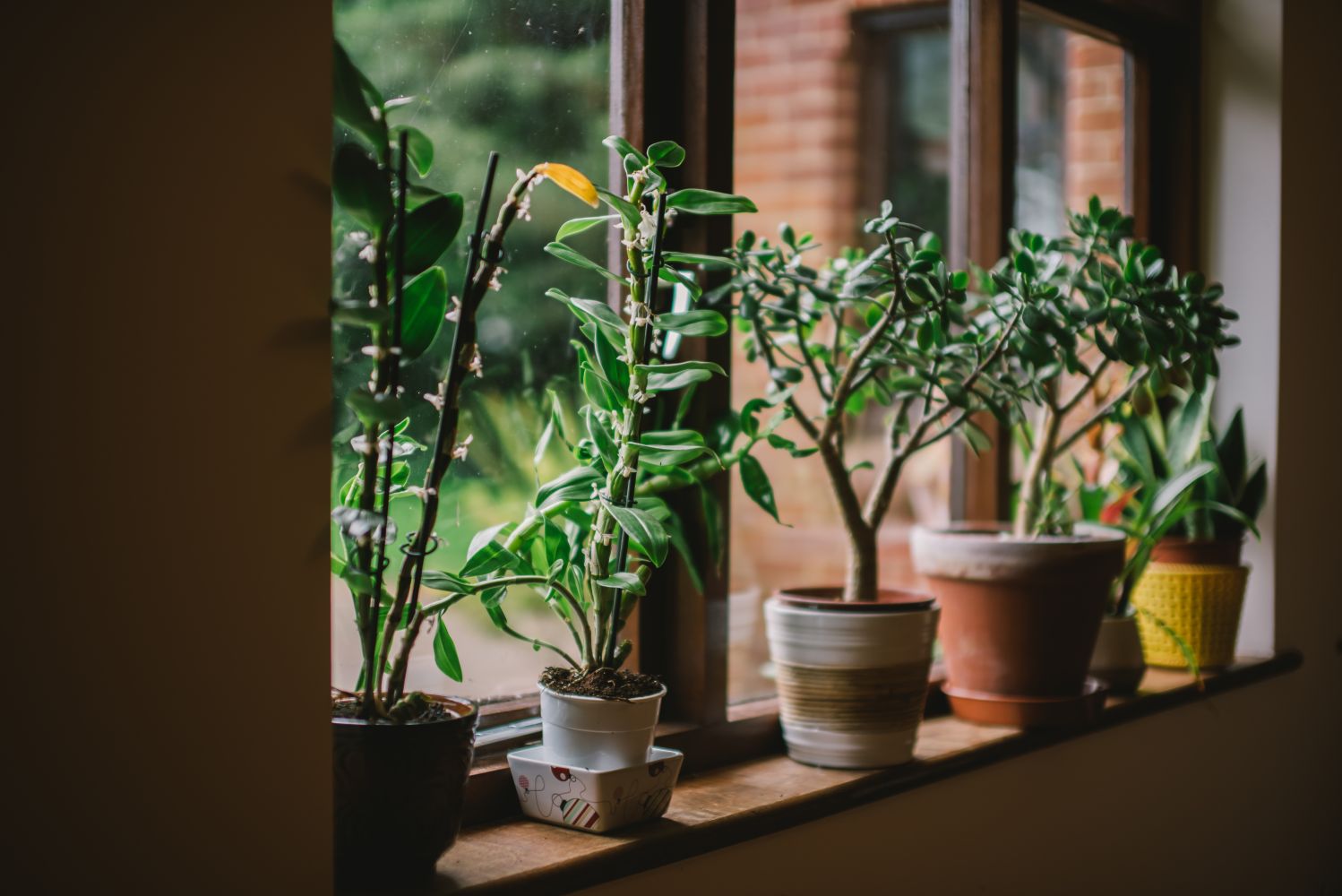 Feeding houseplants: when & how often - Plantura
