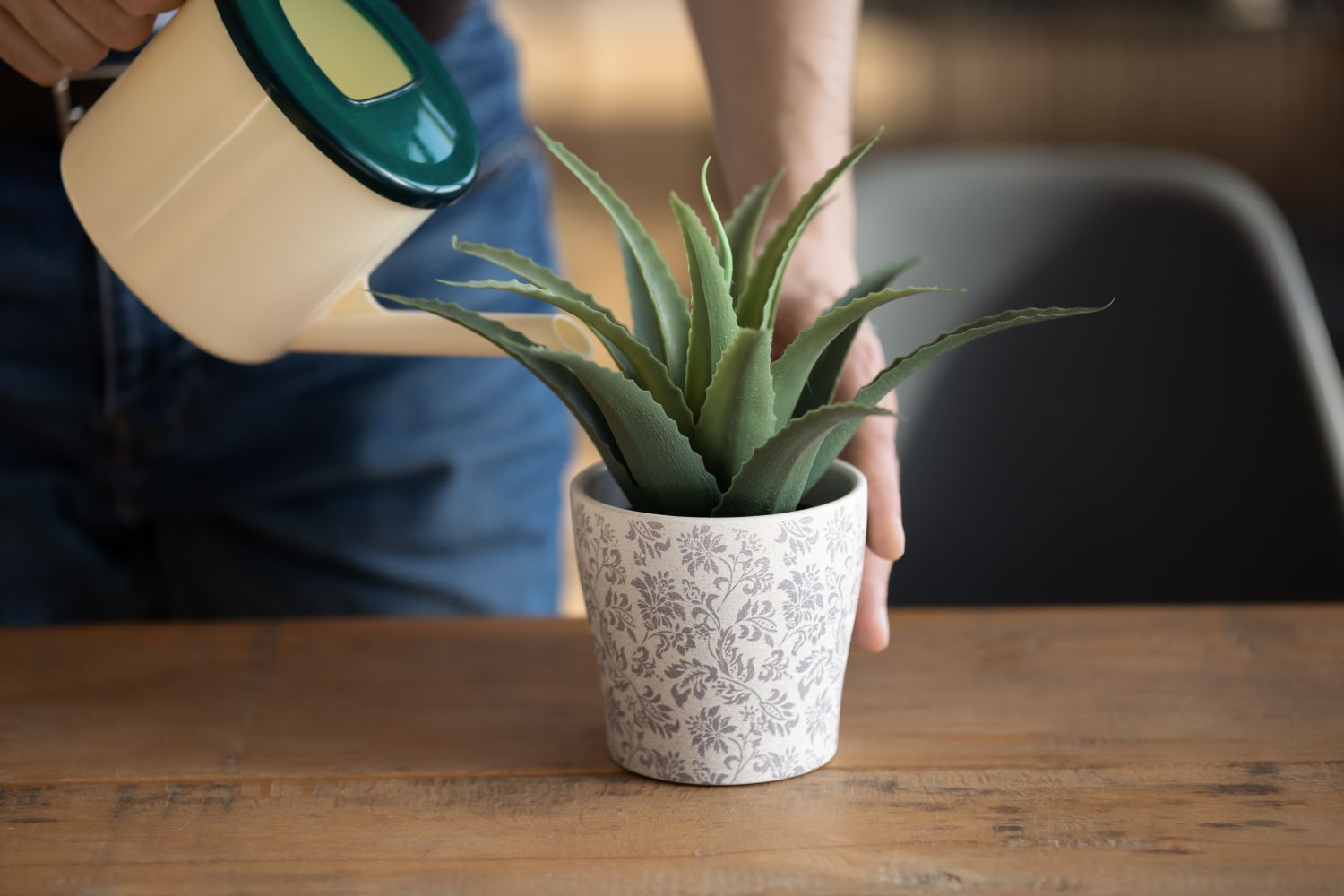 Feeding houseplants: when & how often - Plantura