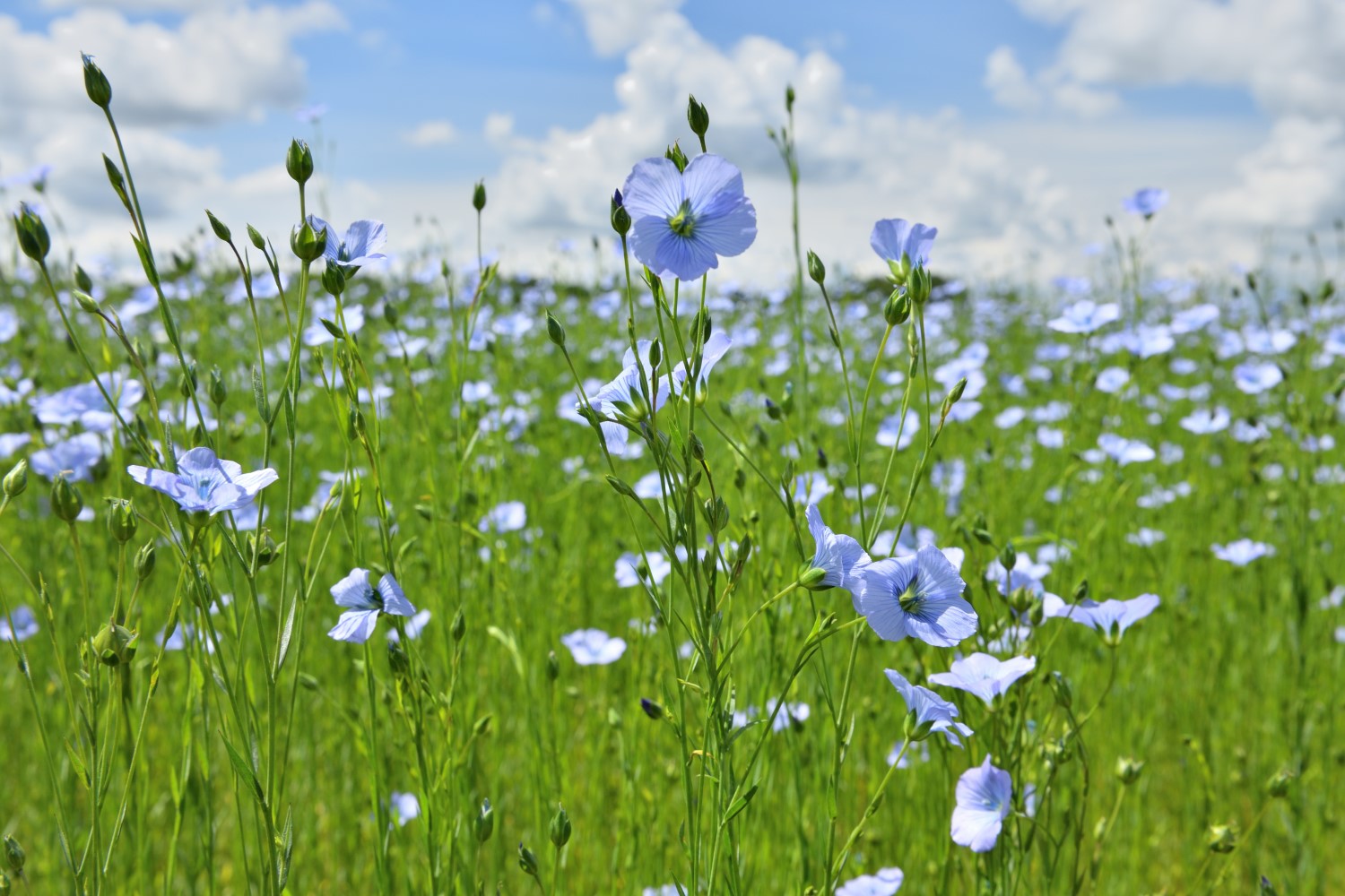 Flax seeds: growing & caring for linseed - Plantura