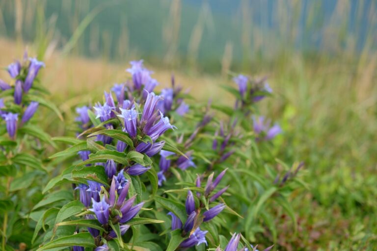 Gentian: how to plant & grow Gentiana - Plantura