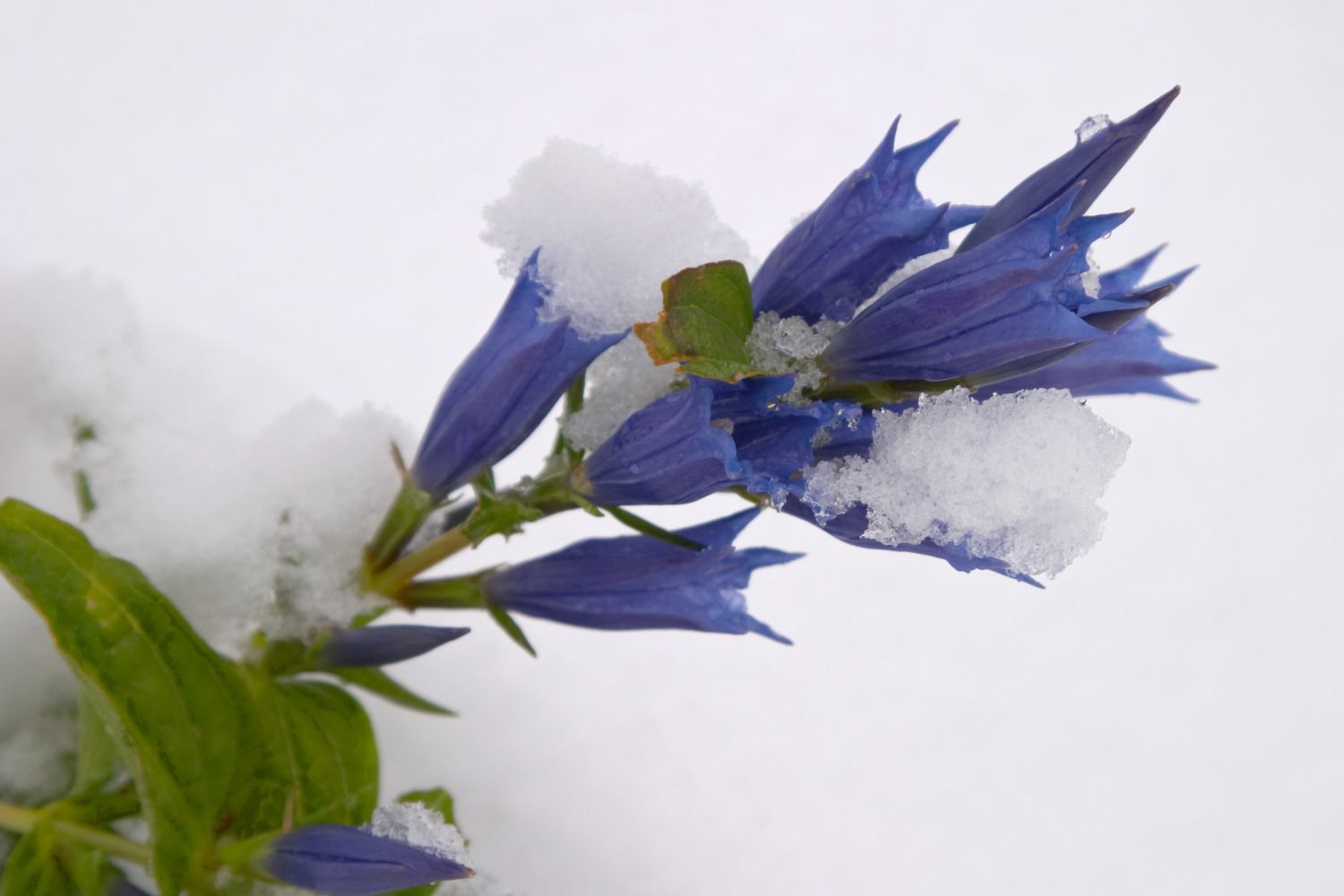 Gentian: how to plant & grow Gentiana - Plantura