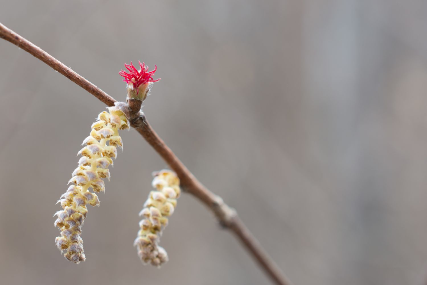 Monoecious, dioecious and hermaphoriditic plants - Plantura