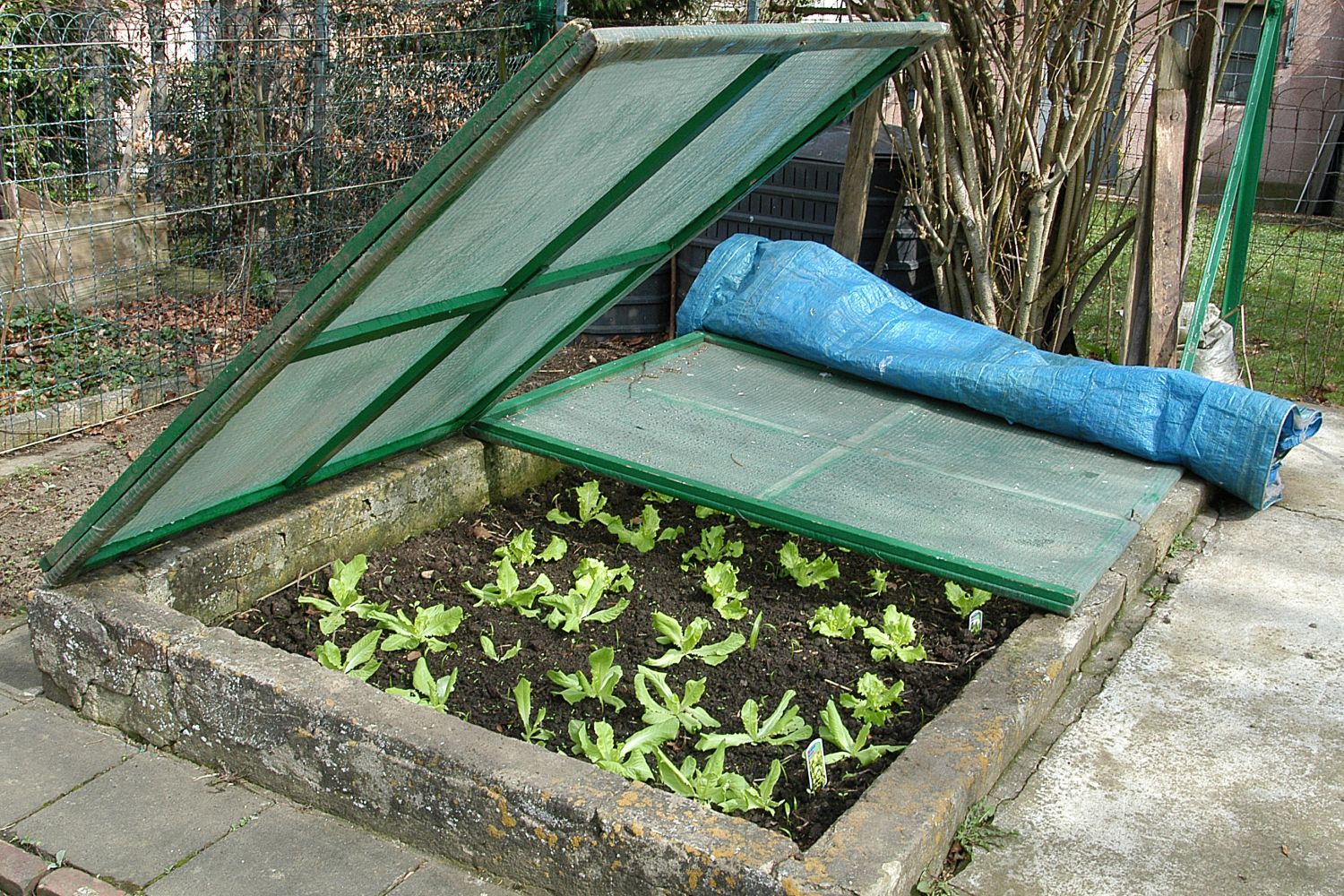 Hotbed: how to create & plant - Plantura