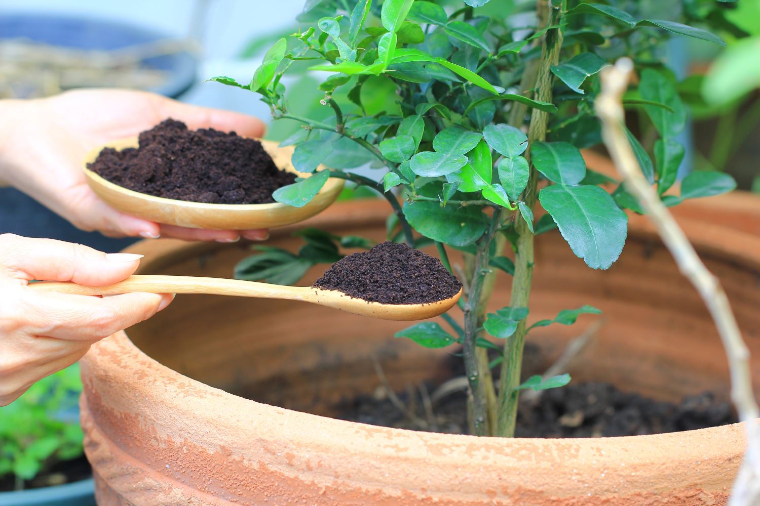 Feeding houseplants: when & how often - Plantura