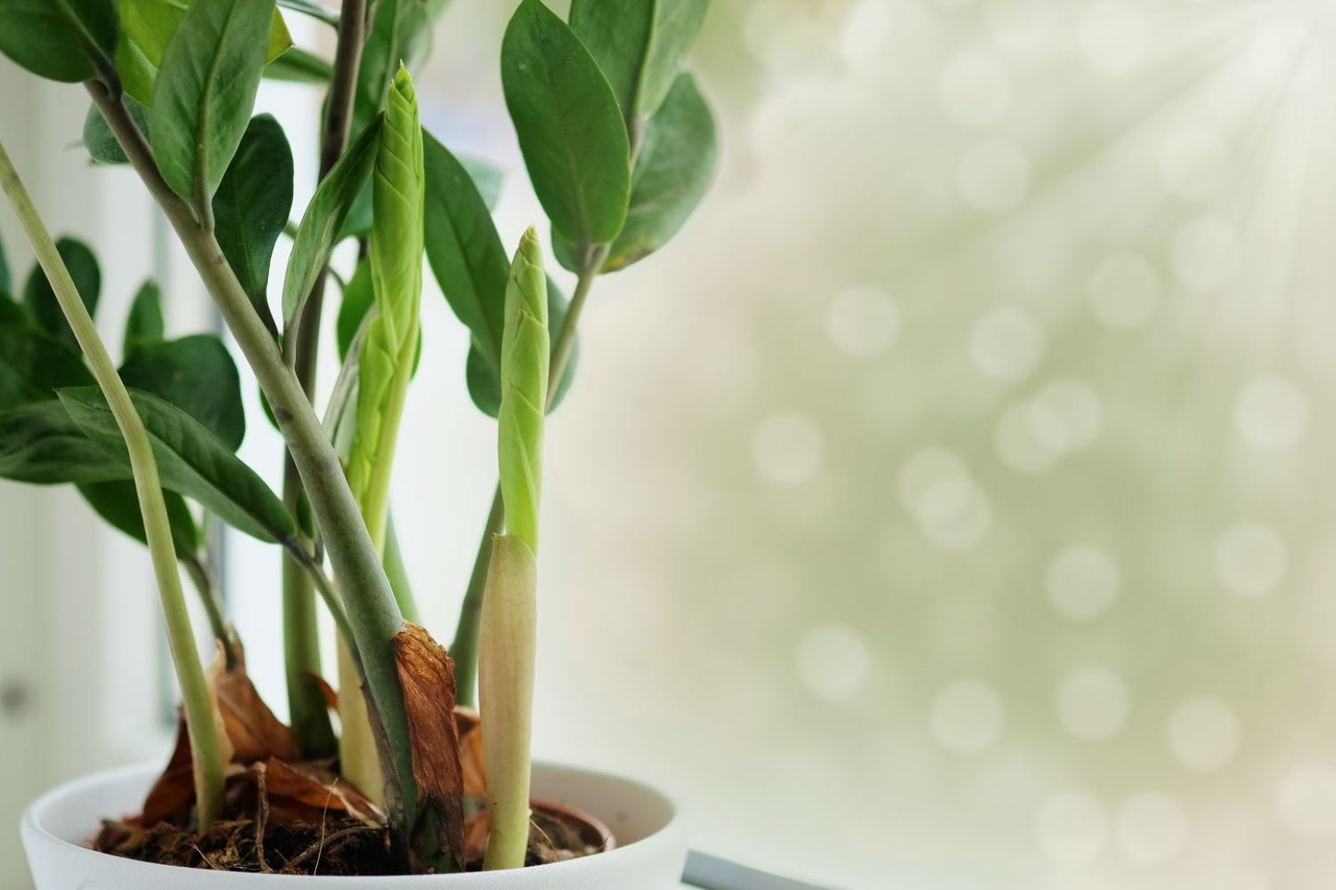 Feeding houseplants: when & how often - Plantura