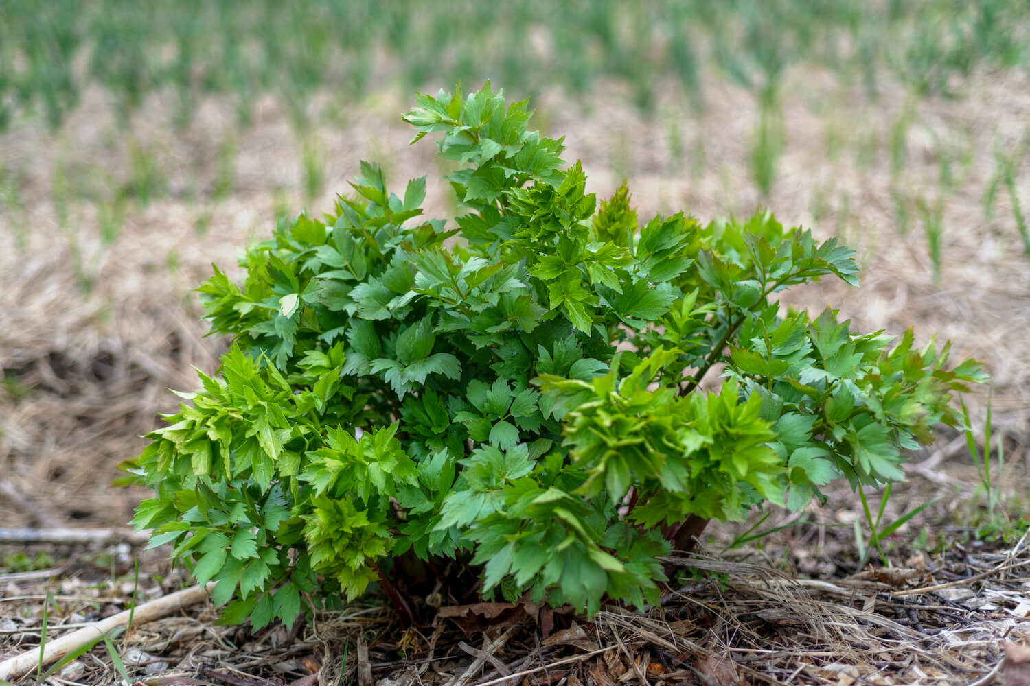Lovage: useful tips for the kitchen herb - Plantura