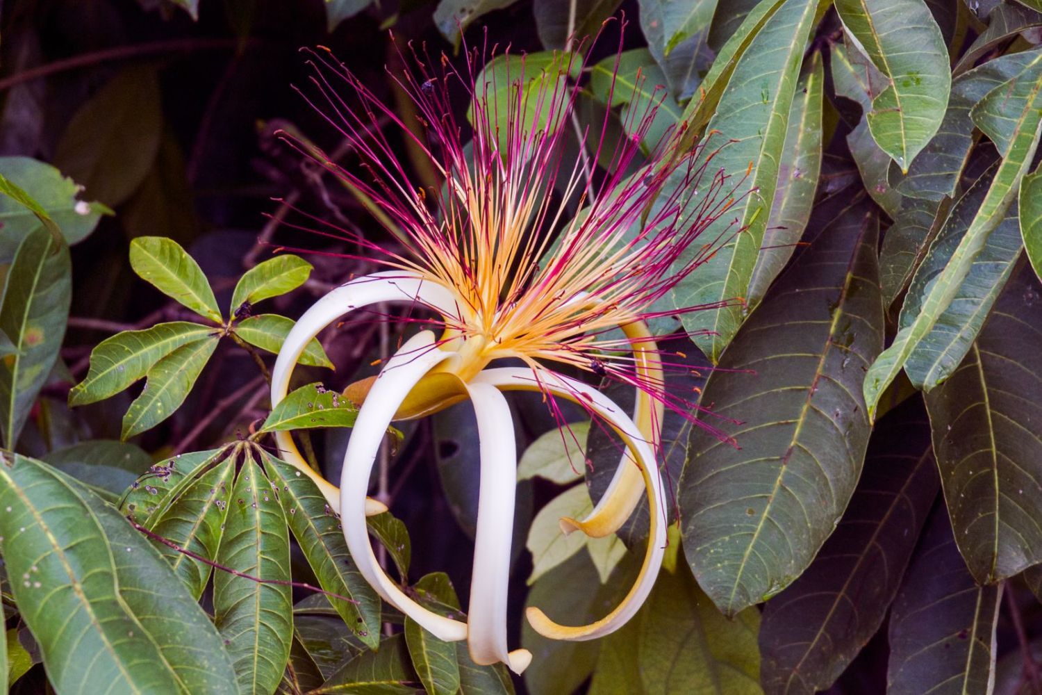 Money tree: care & propagation - Plantura