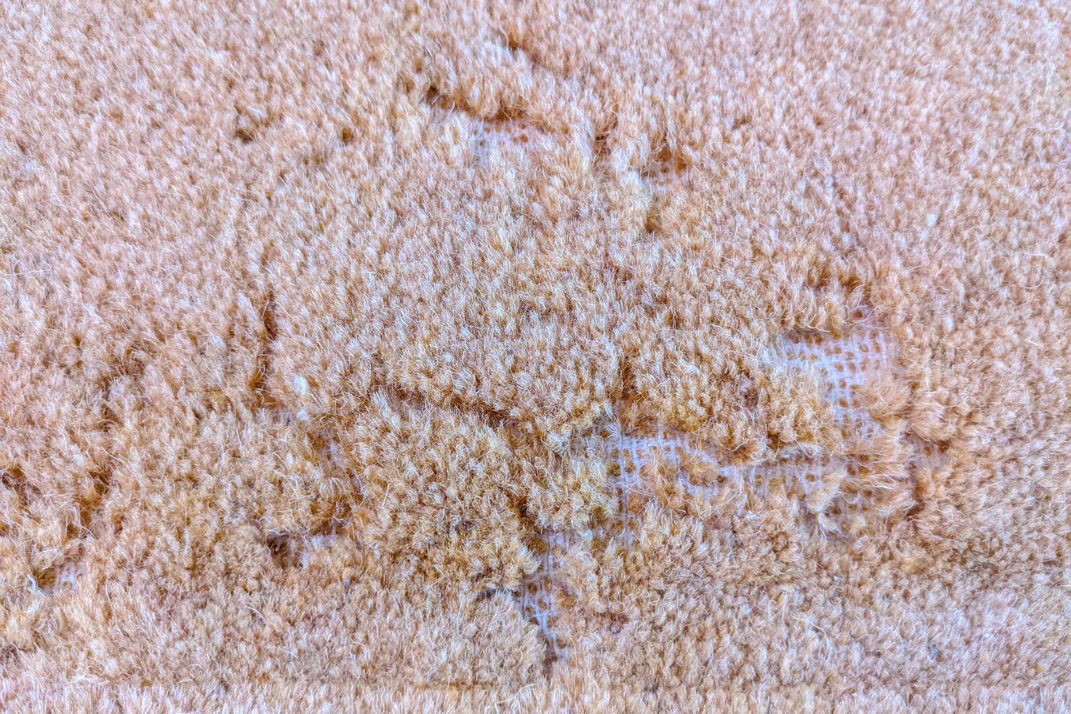 Moths in the carpet: identification & control - Plantura