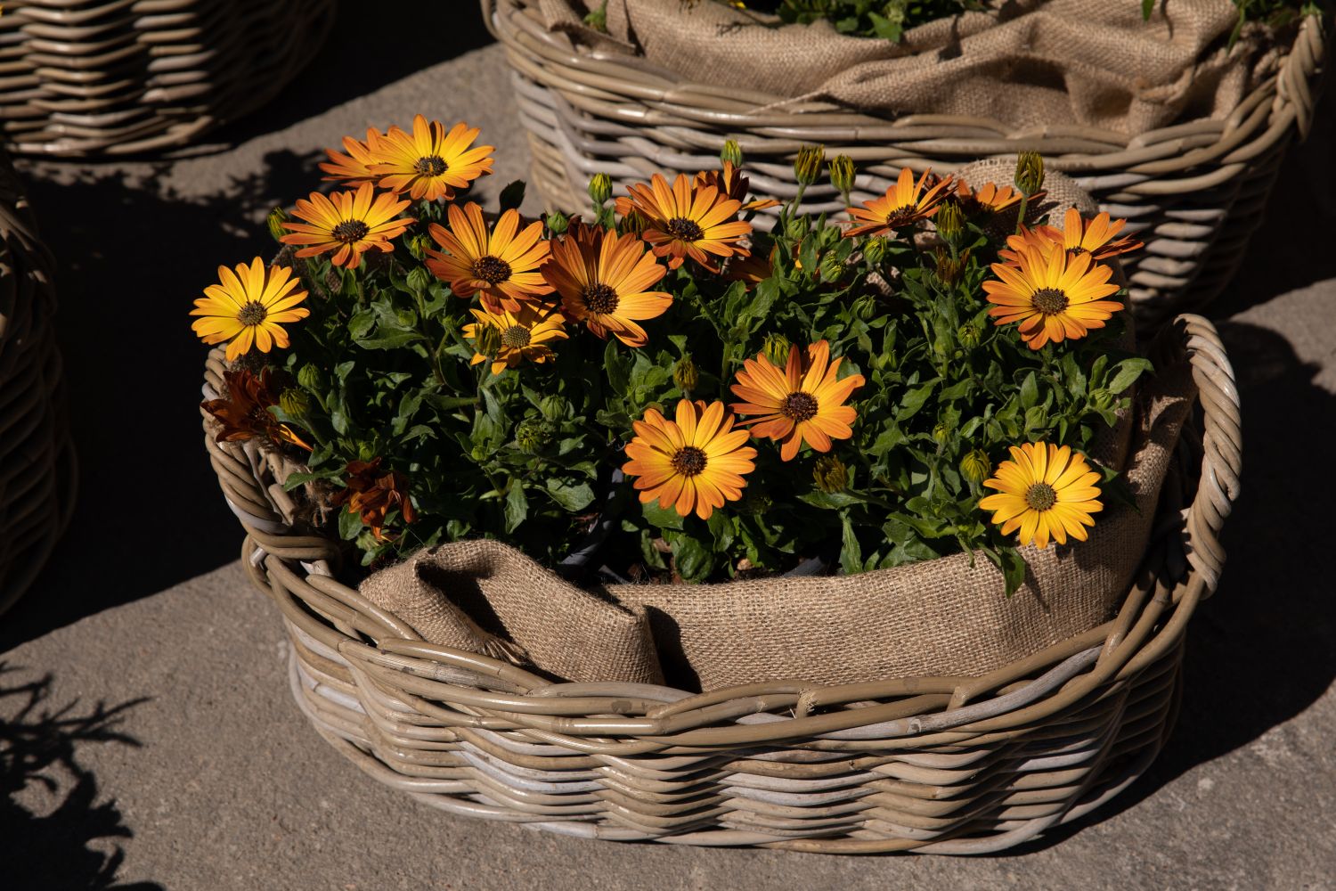 African daisies: care & cultivation - Plantura
