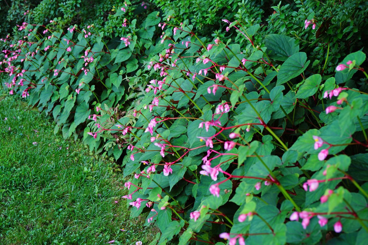 Begonias: growth, varieties and care - Plantura