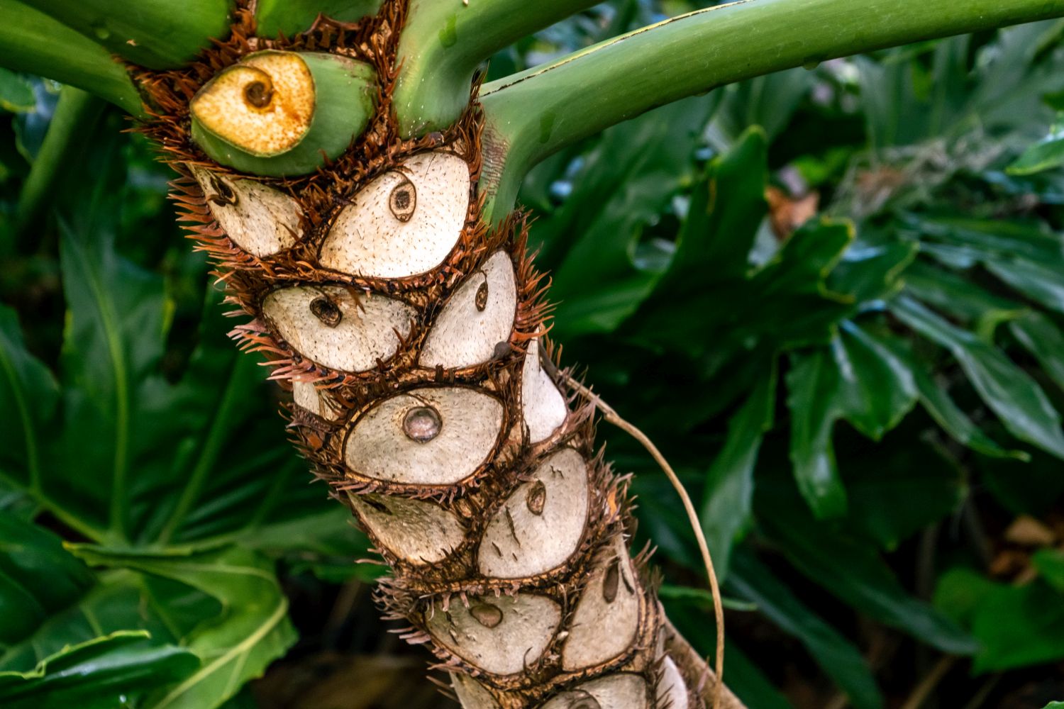 Types of Philodendron: overview with pictures - Plantura