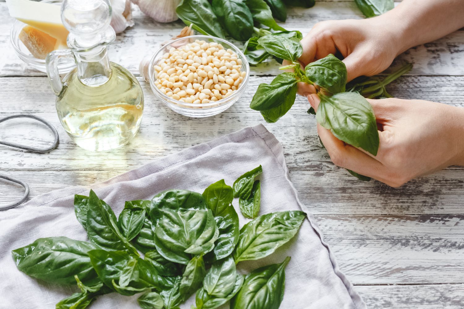 How to harvest basil: store & preserve - Plantura