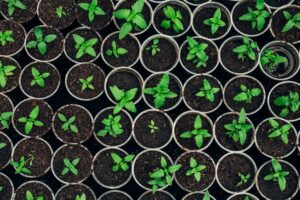 Peat alternatives: 11 peat substitutes - Plantura