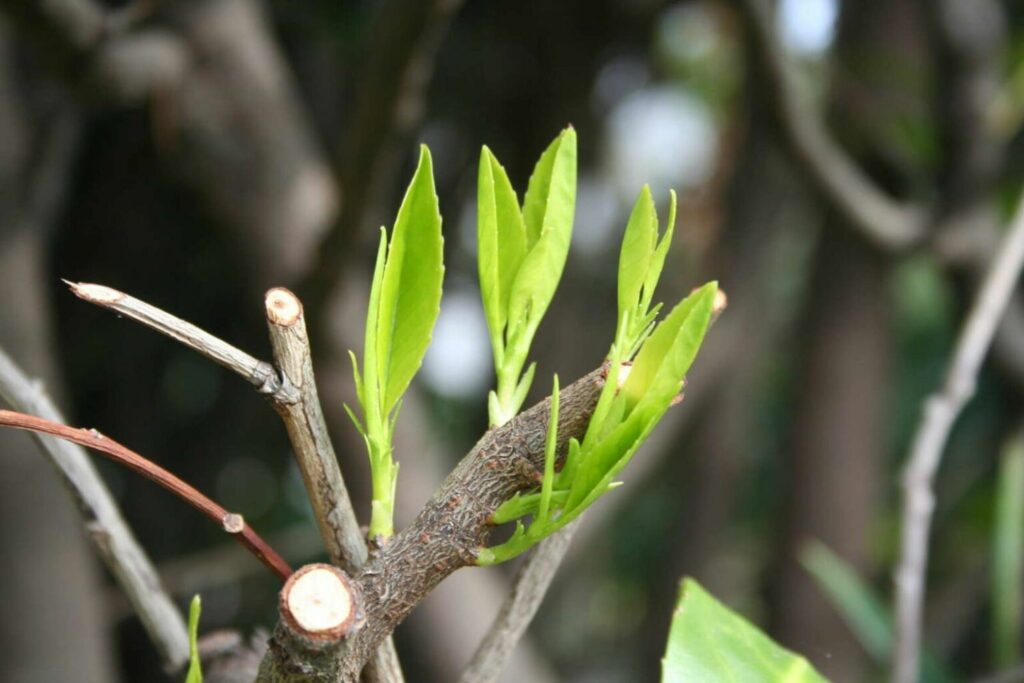 Pruning cherry laurel: when & how - Plantura