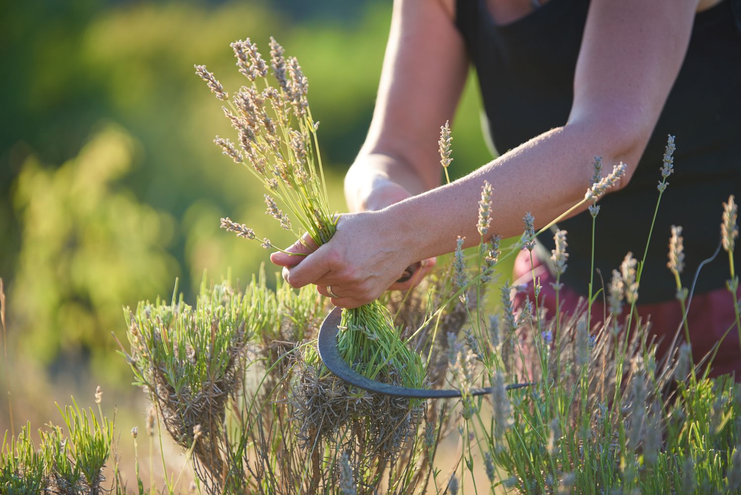 Pruning lavender: when & how? - Plantura