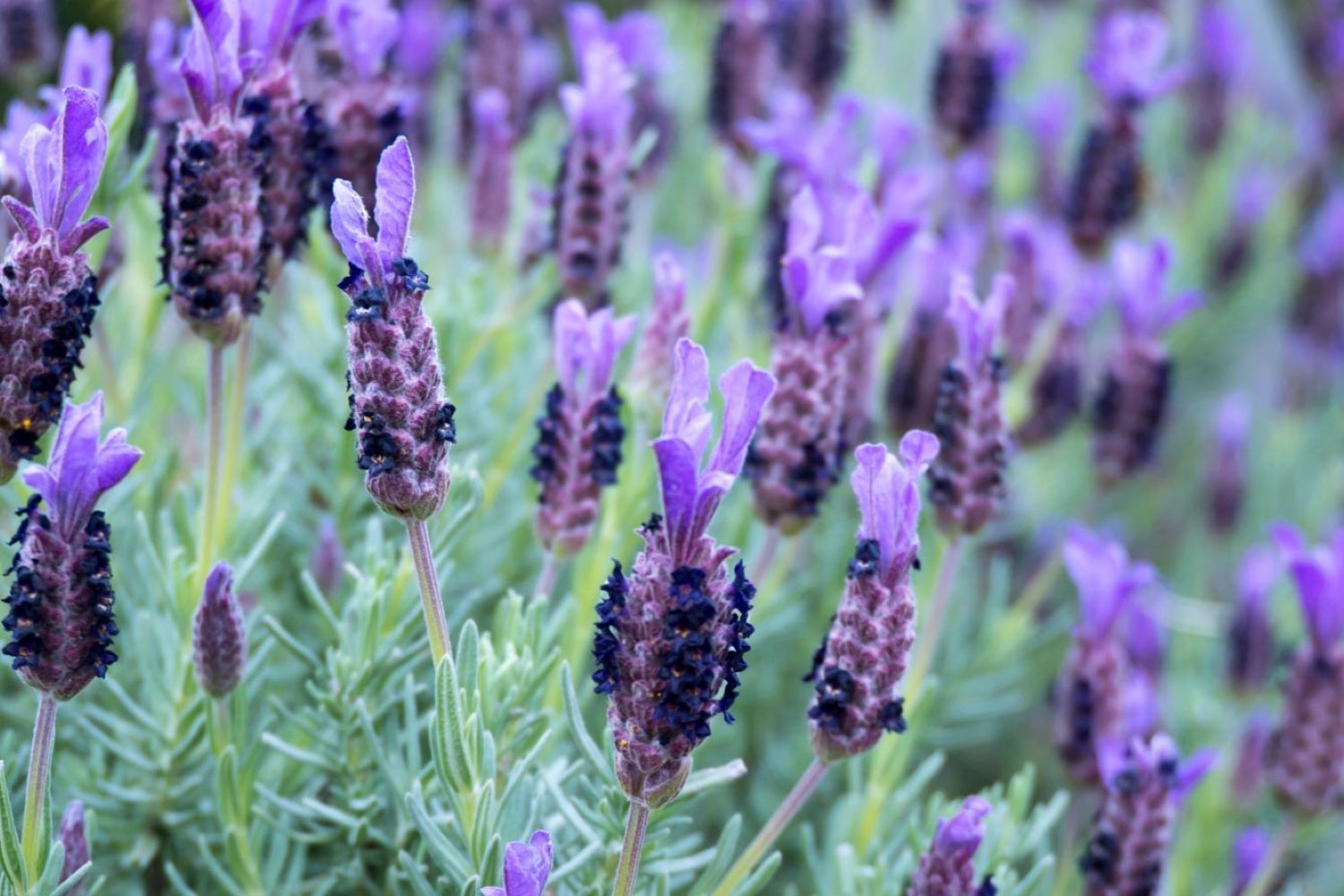 French lavender care: pruning, watering & more - Plantura