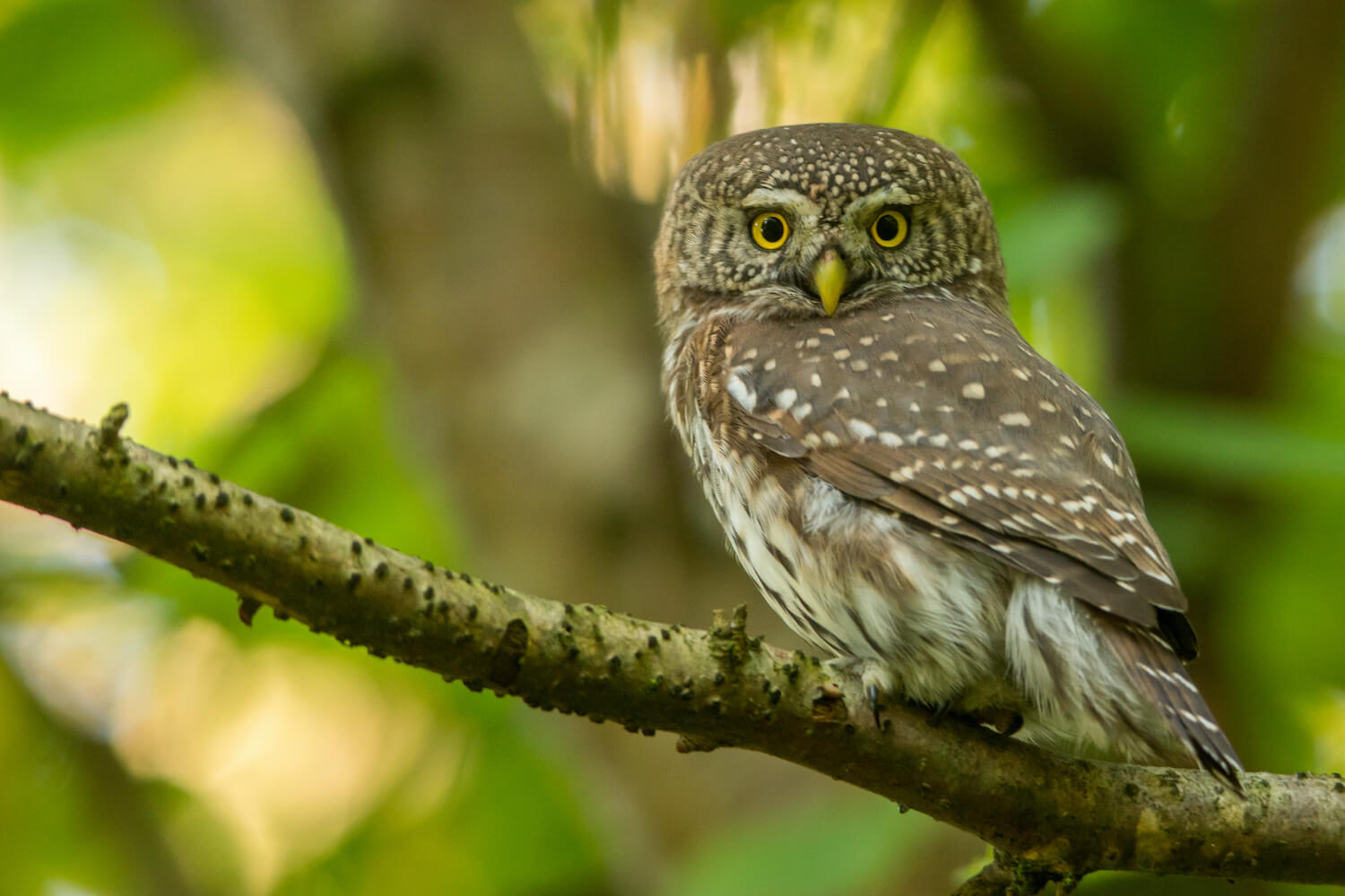 Nocturnal birds: types, call & behaviour - Plantura